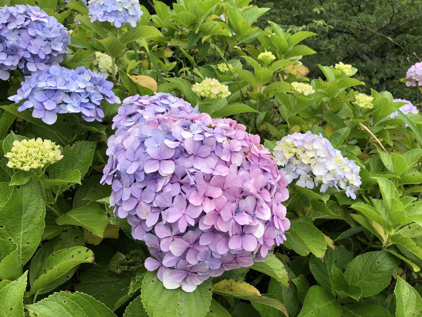 犬散歩🐕 大峰山〜あじさい公園 / heeさんの三浦アルプス・二子山・仙元山の活動データ | YAMAP / ヤマップ