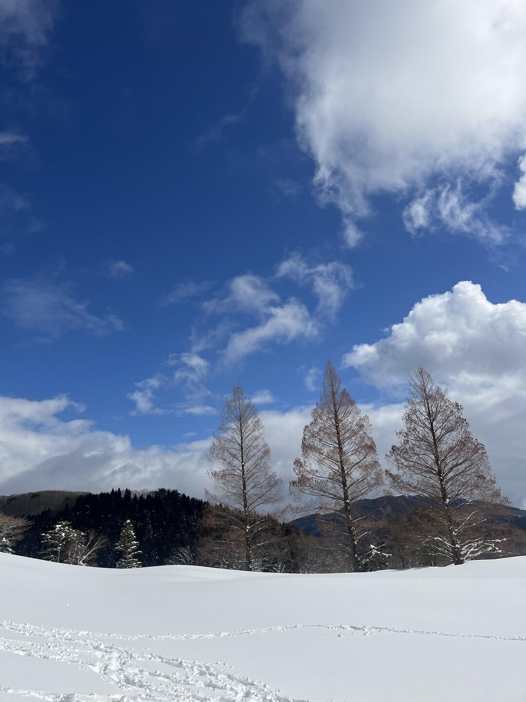 神鍋山・大机山 / みずたまさんの神鍋山・神鍋高原の活動データ | YAMAP / ヤマップ