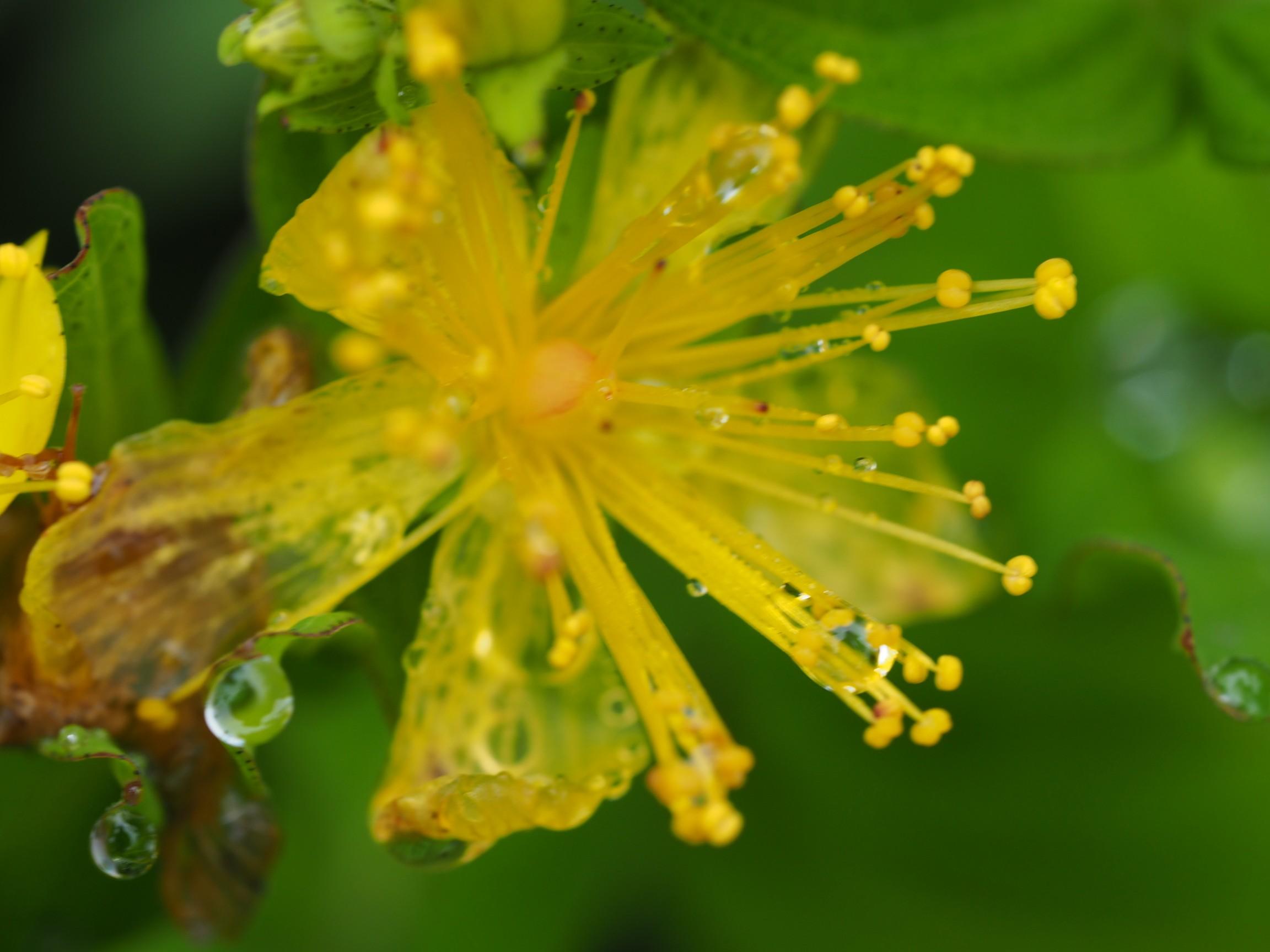 花やぐ初夏のニセコ、ニセコアンヌプリ / satoomoさんのニセコアンヌプリ・イワオヌプリ・チセヌプリの活動データ | YAMAP / ヤマップ