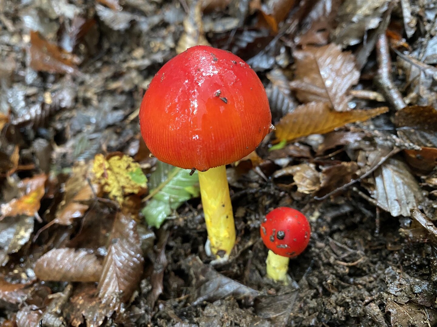 きのこ天国🍄筑波山（女体山） / mayuminさんの筑波山の活動データ | YAMAP / ヤマップ