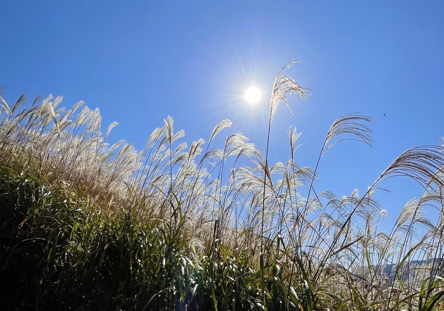 岩湧山 / sayo_hseさんの岩湧山・一徳防山・三石山の活動データ | YAMAP / ヤマップ