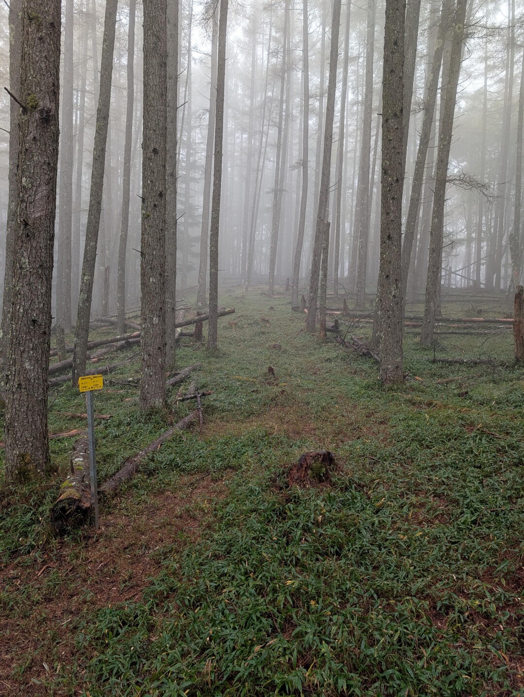 大西山 / MSCさんの大西山の活動データ | YAMAP / ヤマップ