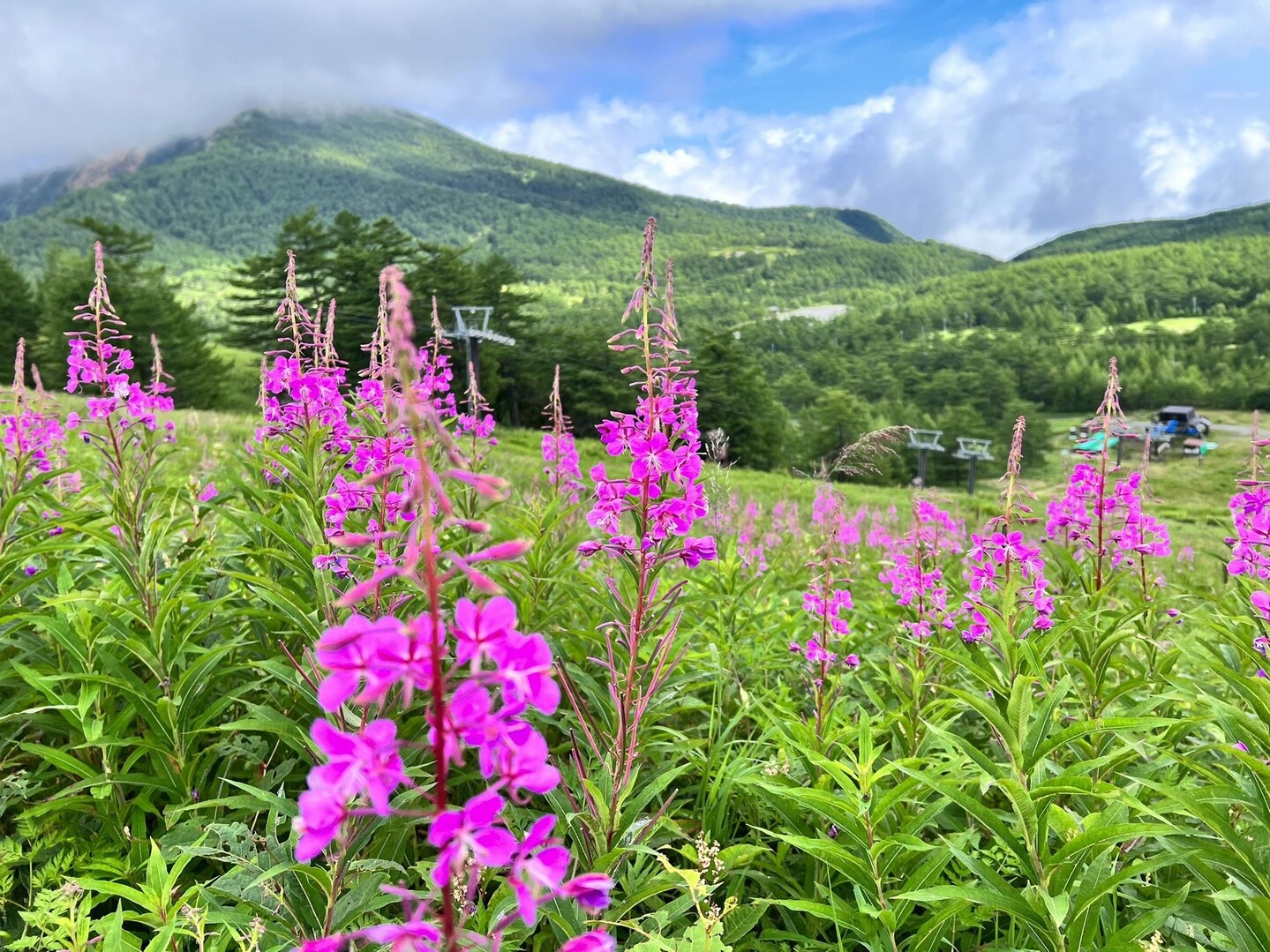 花の百名山「高峰山」 / NBさんの浅間山・黒斑山・篭ノ登山の活動データ | YAMAP / ヤマップ