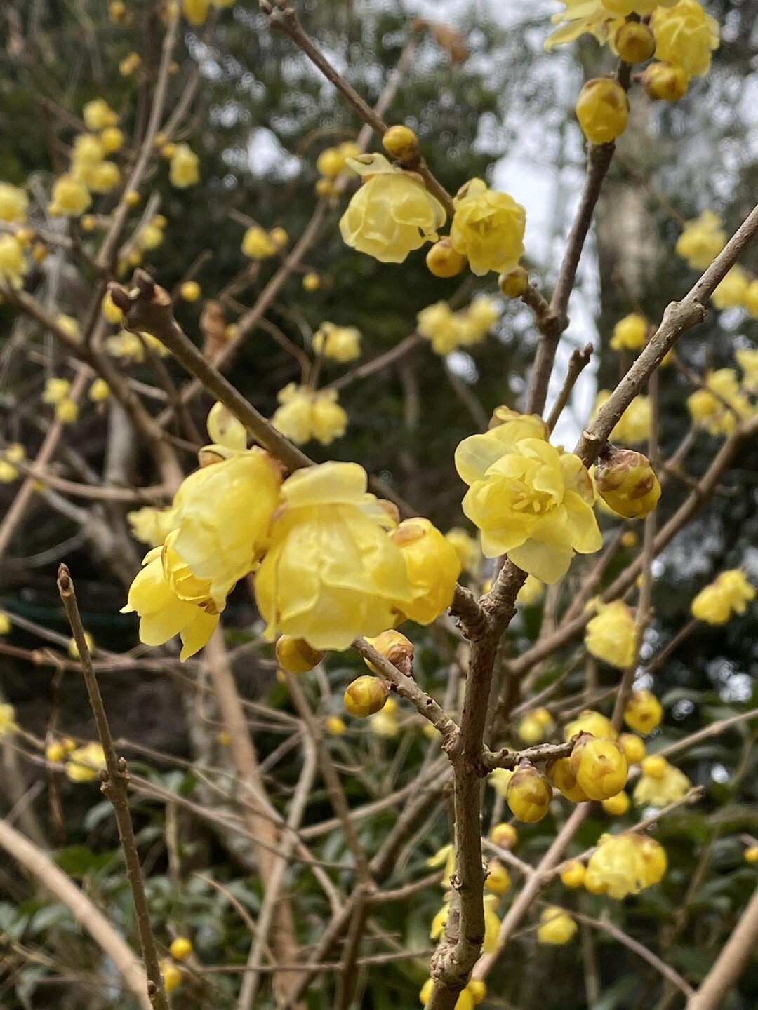 立春の粟ヶ岳 / ichi-rokuさんの粟ヶ岳の活動データ | YAMAP / ヤマップ