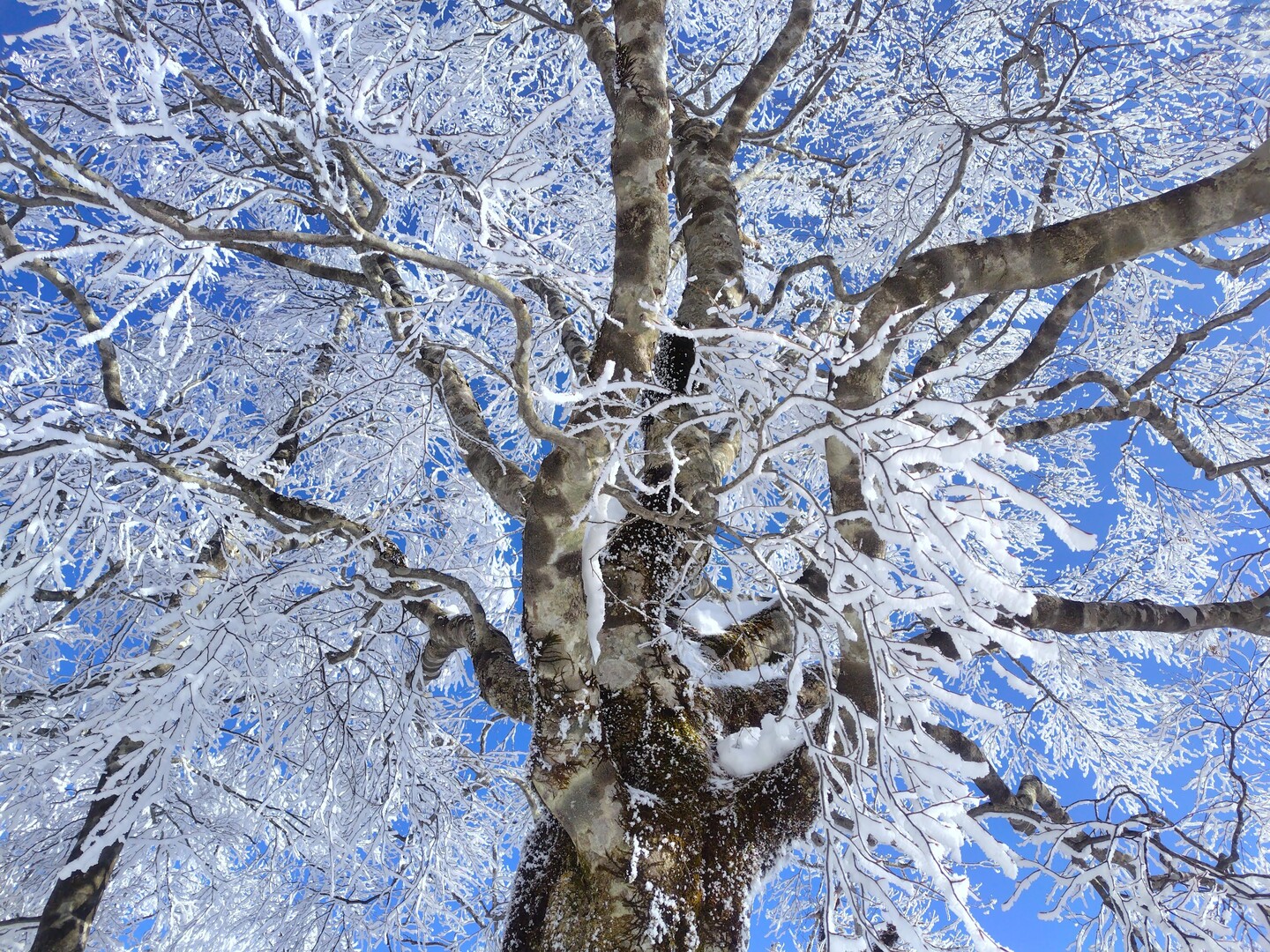猪臥山 / TOMTOMさんの猪臥山の活動データ | YAMAP / ヤマップ