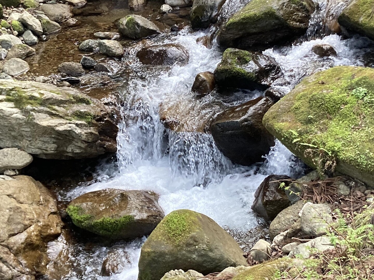 大山＆矢倉ノ頭&唐沢峠＆不動尻 / houlanさんのモーメント | YAMAP / ヤマップ