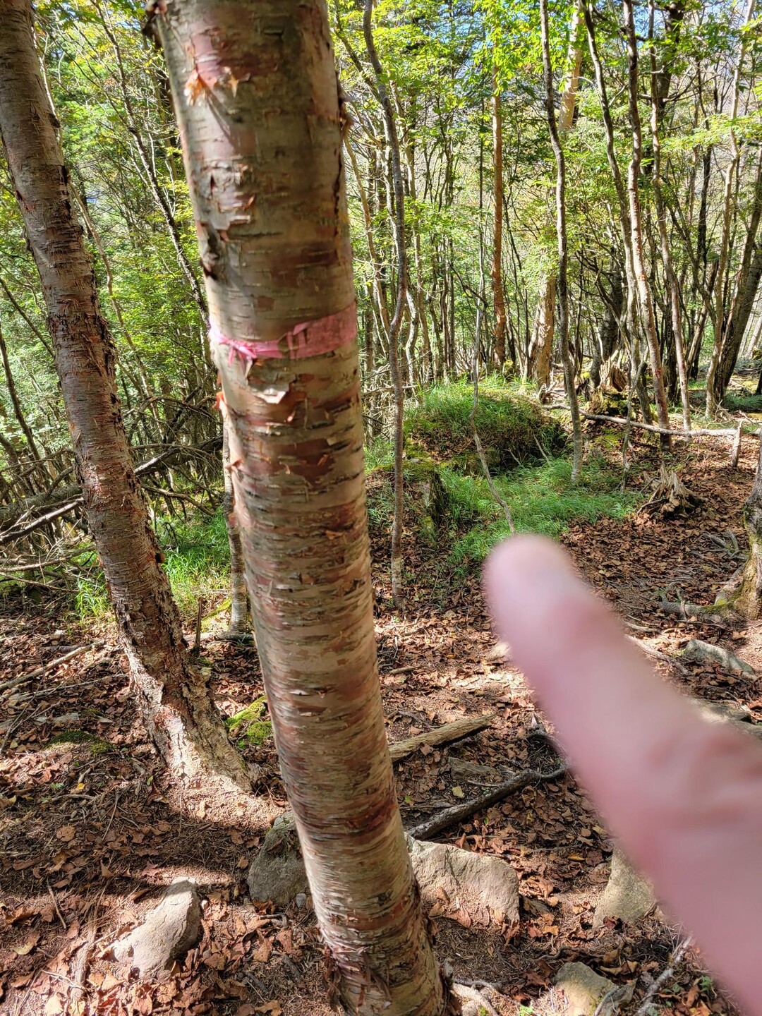 shunさんの投稿したフィールドメモ | YAMAP / ヤマップ