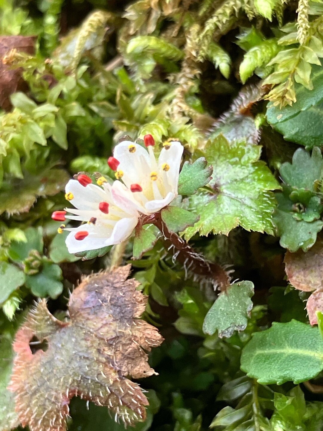 今年もお花観察に 函南原生林学習の森🌱 / erikoさんの箱根山・神山の活動データ | YAMAP / ヤマップ