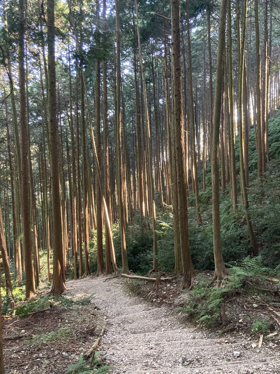 多度山⭐︎健脚コース / ちよこれーとさんの多度山・美濃松山・石津御嶽の活動データ | YAMAP / ヤマップ