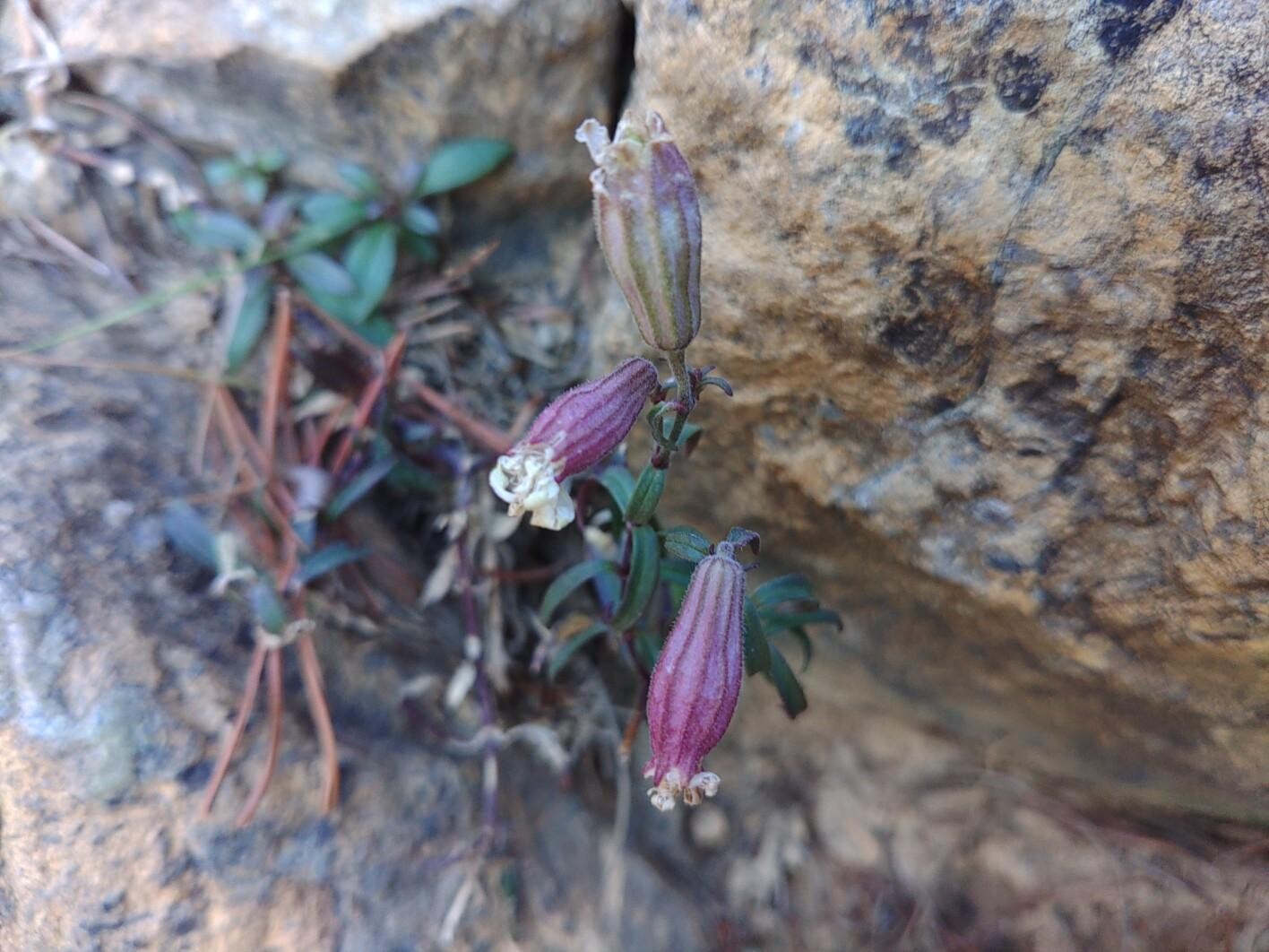 🏡アポイ岳・吉田岳🏡 / はるpalさんのアポイ岳の活動日記 | YAMAP / ヤマップ