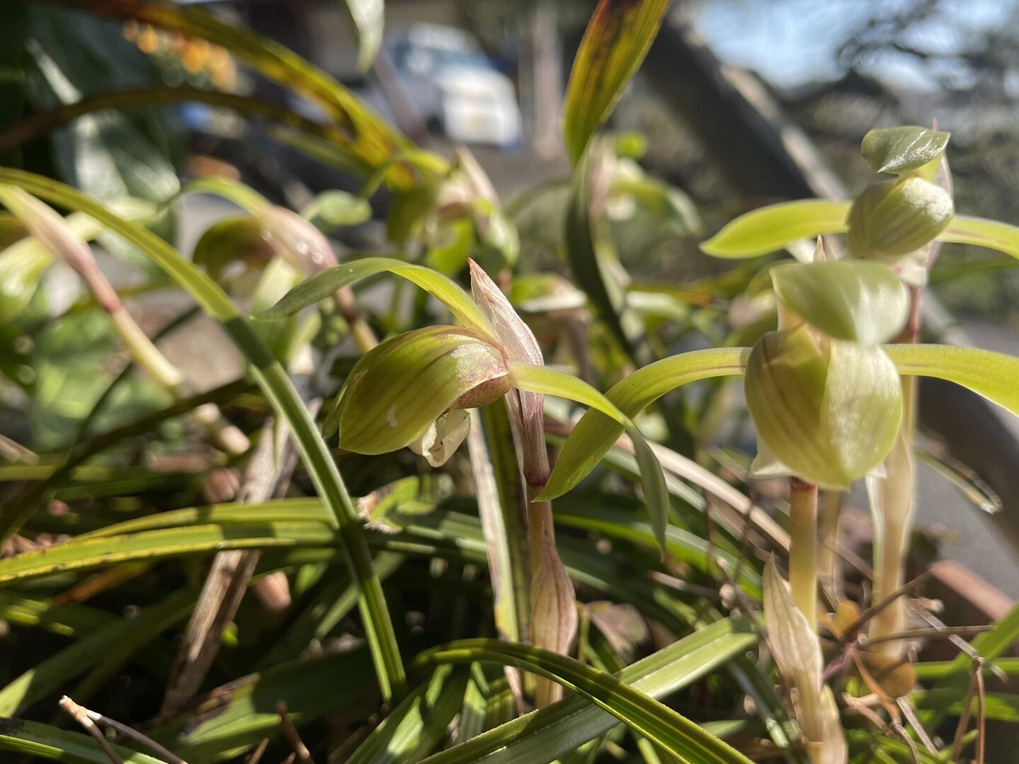 我が家の花便り💐です ・1枚目、2枚... / kei.keiさんのモーメント | YAMAP / ヤマップ