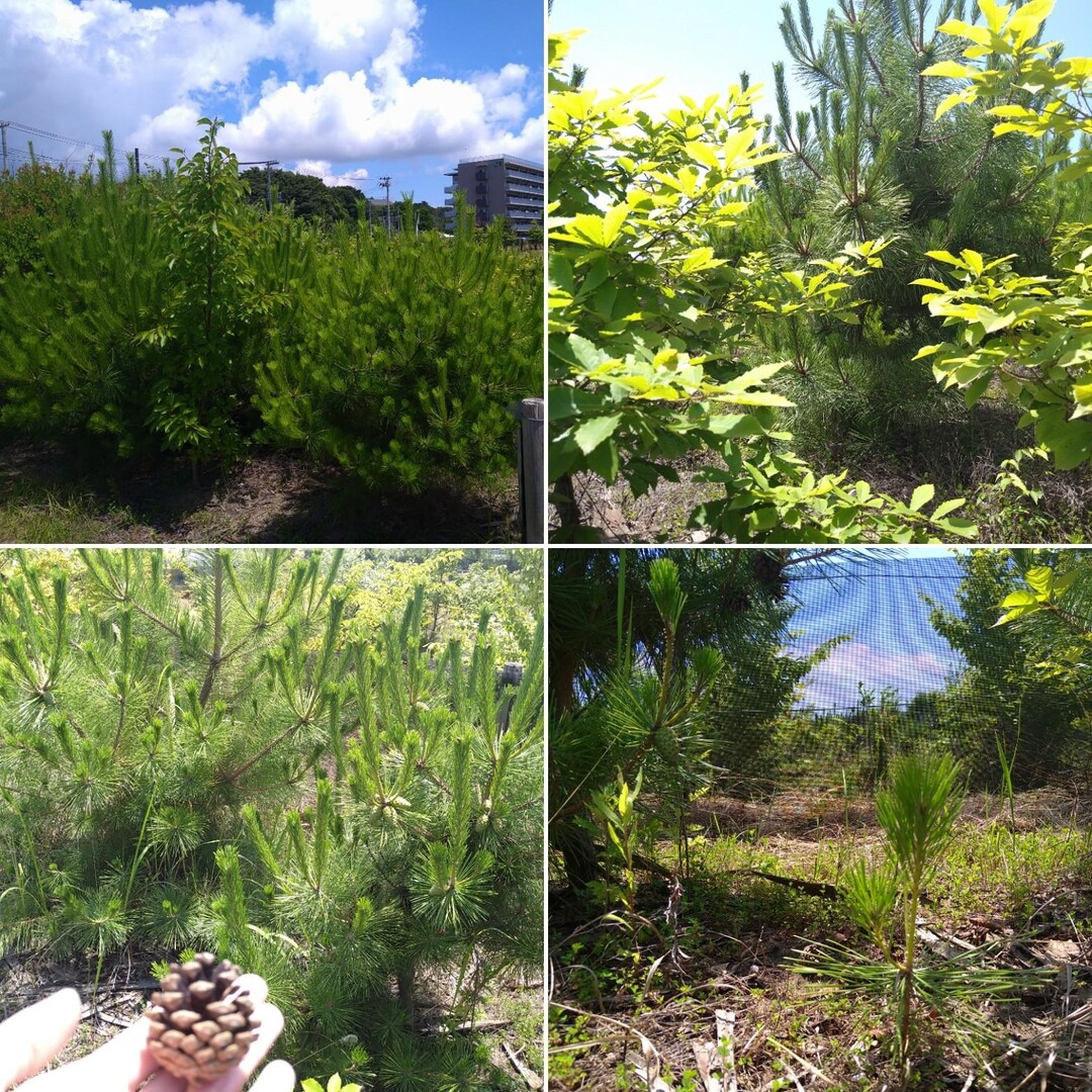 Day3 石巻編🍃 2019🌱南浜... / はるおさんのモーメント | YAMAP / ヤマップ