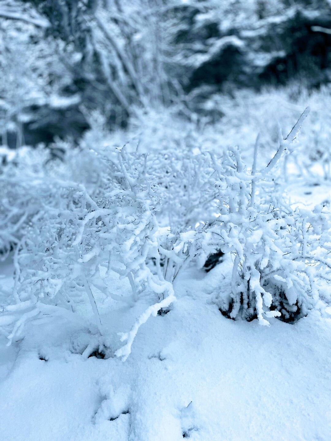 宝満山（難所ヶ滝 ️コース） / Kooさんの宝満山・三郡山・若杉山の活動データ | YAMAP / ヤマップ