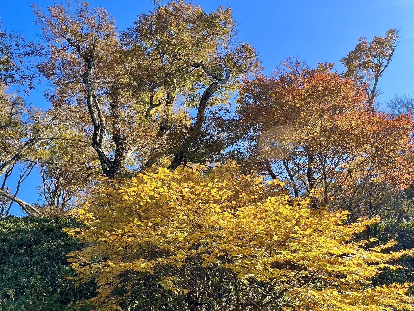 紅葉カブ散歩 / Rincoさんの瓶ヶ森・伊予富士の活動データ | YAMAP / ヤマップ