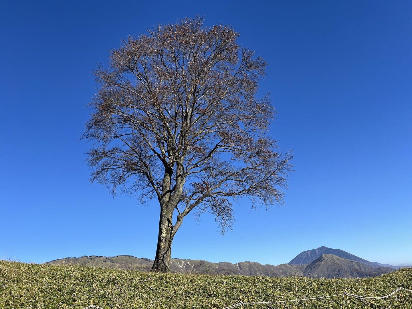 中倉山-2024-11-04 / DANさんのウォーキングの活動データ | YAMAP / ヤマップ