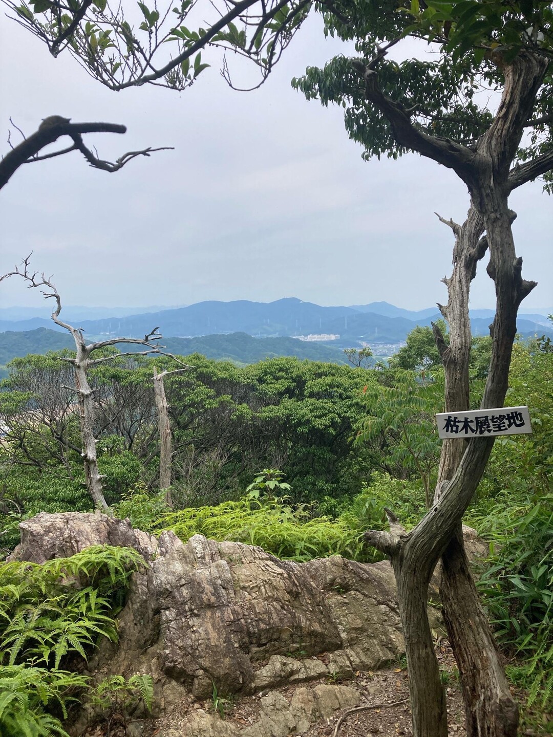 乙女峠・茶臼山 / 1 hawkさんの茶臼山・万灯山の活動データ | YAMAP / ヤマップ