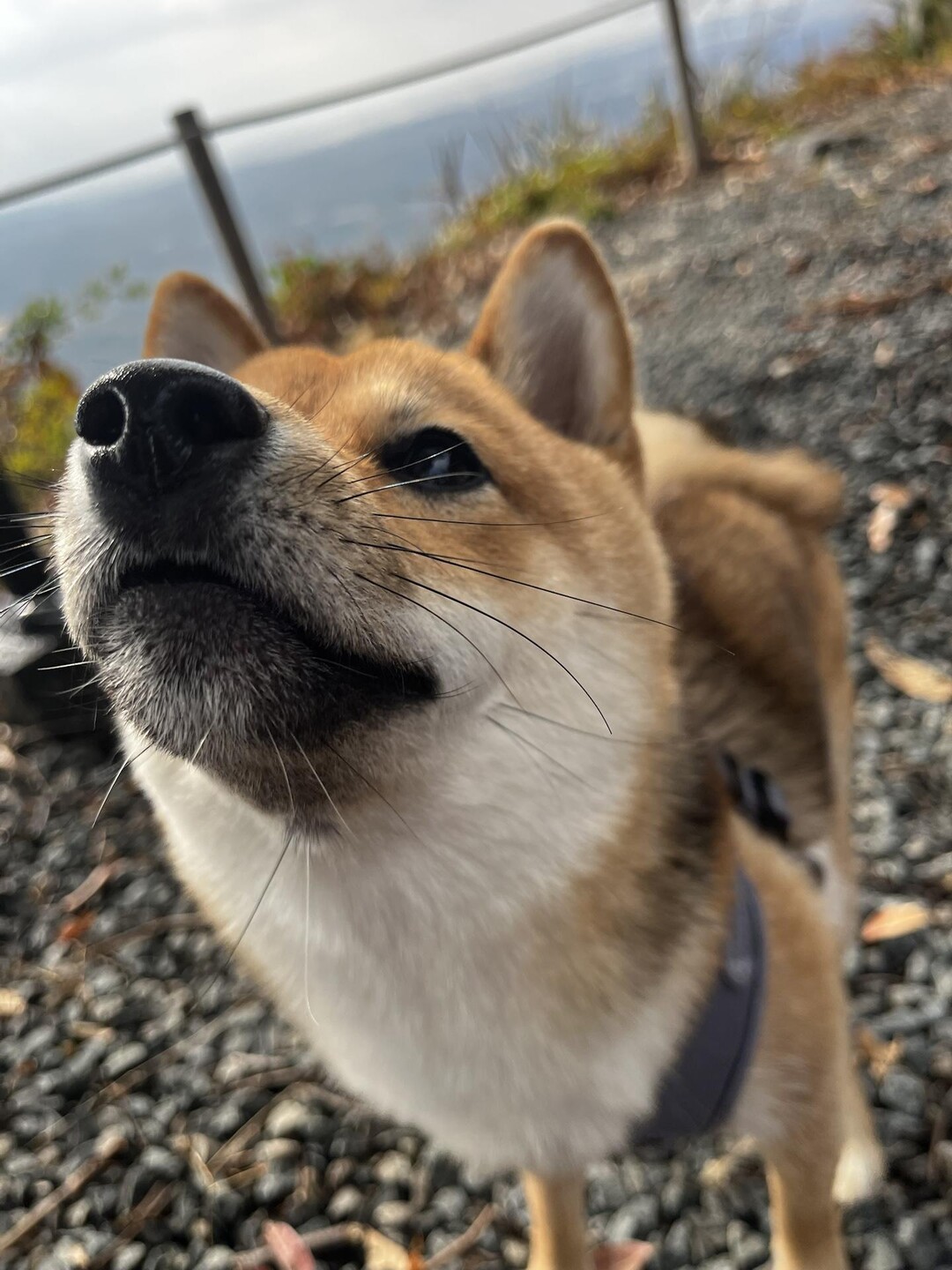 豆柴まめ太と行く木葉山🐶🐾 / nanamiさんの木葉山の活動データ | YAMAP / ヤマップ