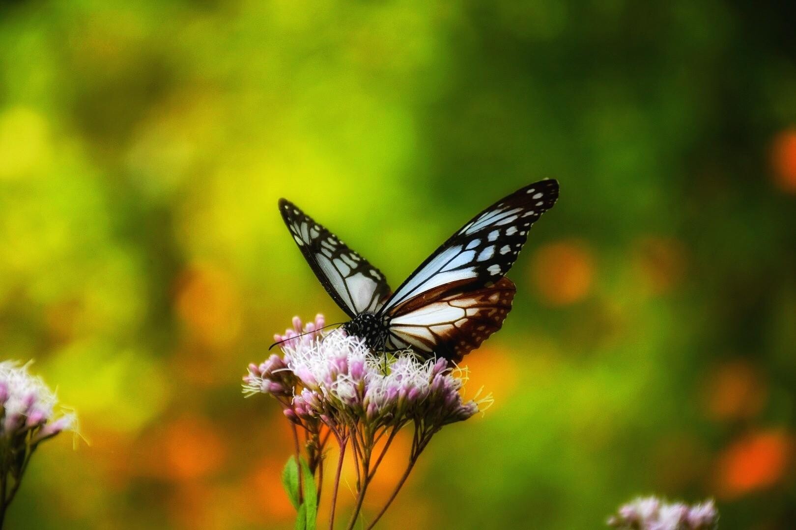 鴻ノ峰の浅葱斑 / emu626さんのモーメント | YAMAP / ヤマップ