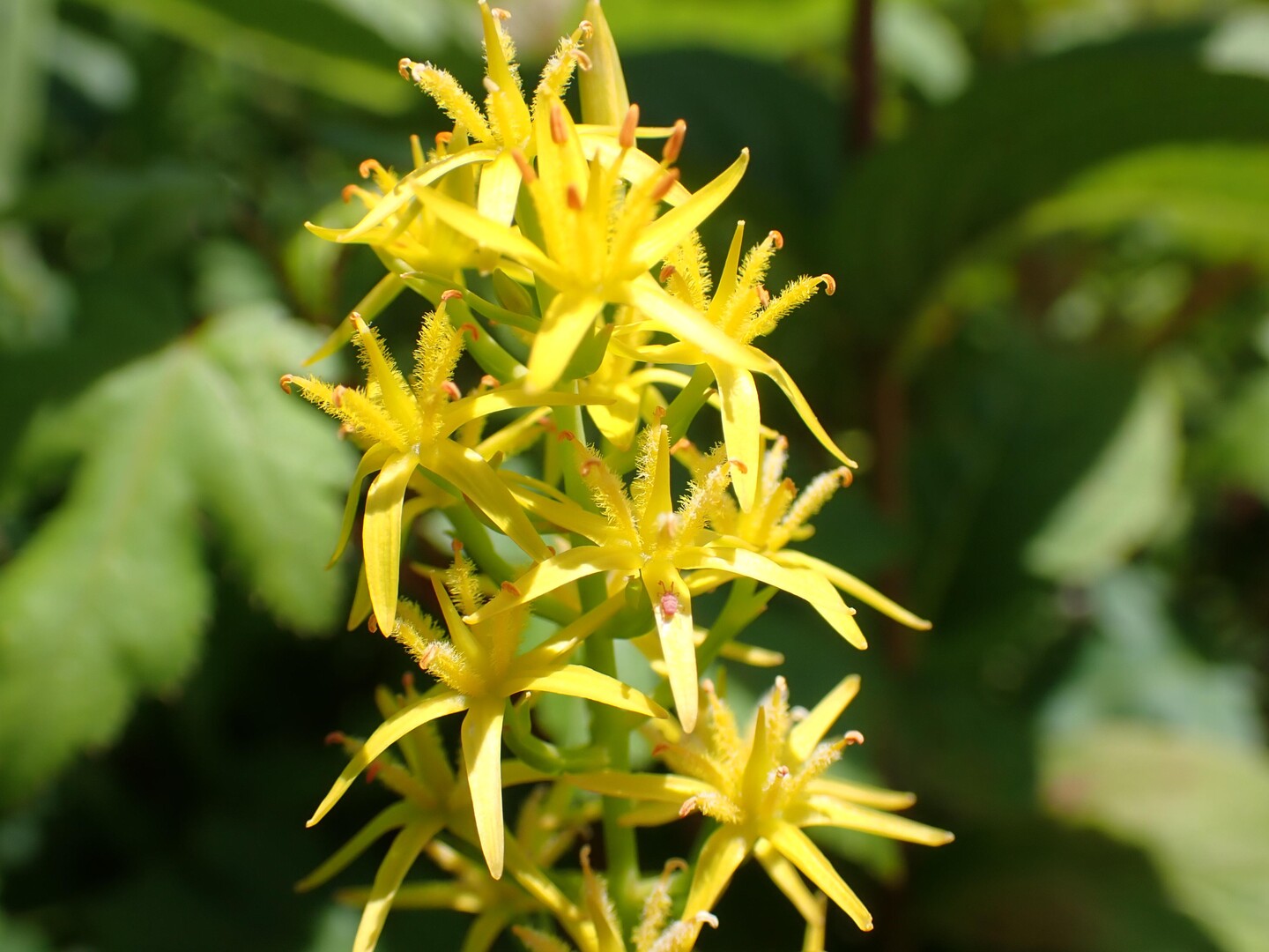 賽の磧からグルっと花巡り🌸🌼🥀 / fuuさんの蔵王山・雁戸山・不忘山の活動日記 | YAMAP / ヤマップ