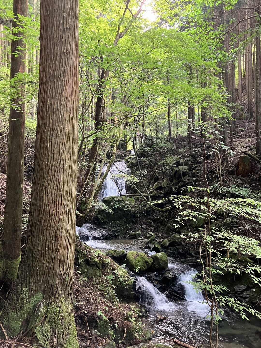 三峰山 / K-TAさんの三峰山・学能堂山・栗ノ木岳の活動データ | YAMAP / ヤマップ