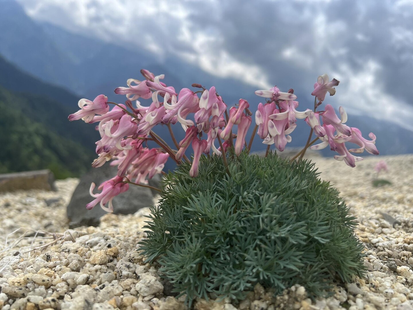 テント泊でのんびり燕岳 20230716-17 / yukioさんの常念岳・大天井岳・燕岳の活動データ | YAMAP / ヤマップ