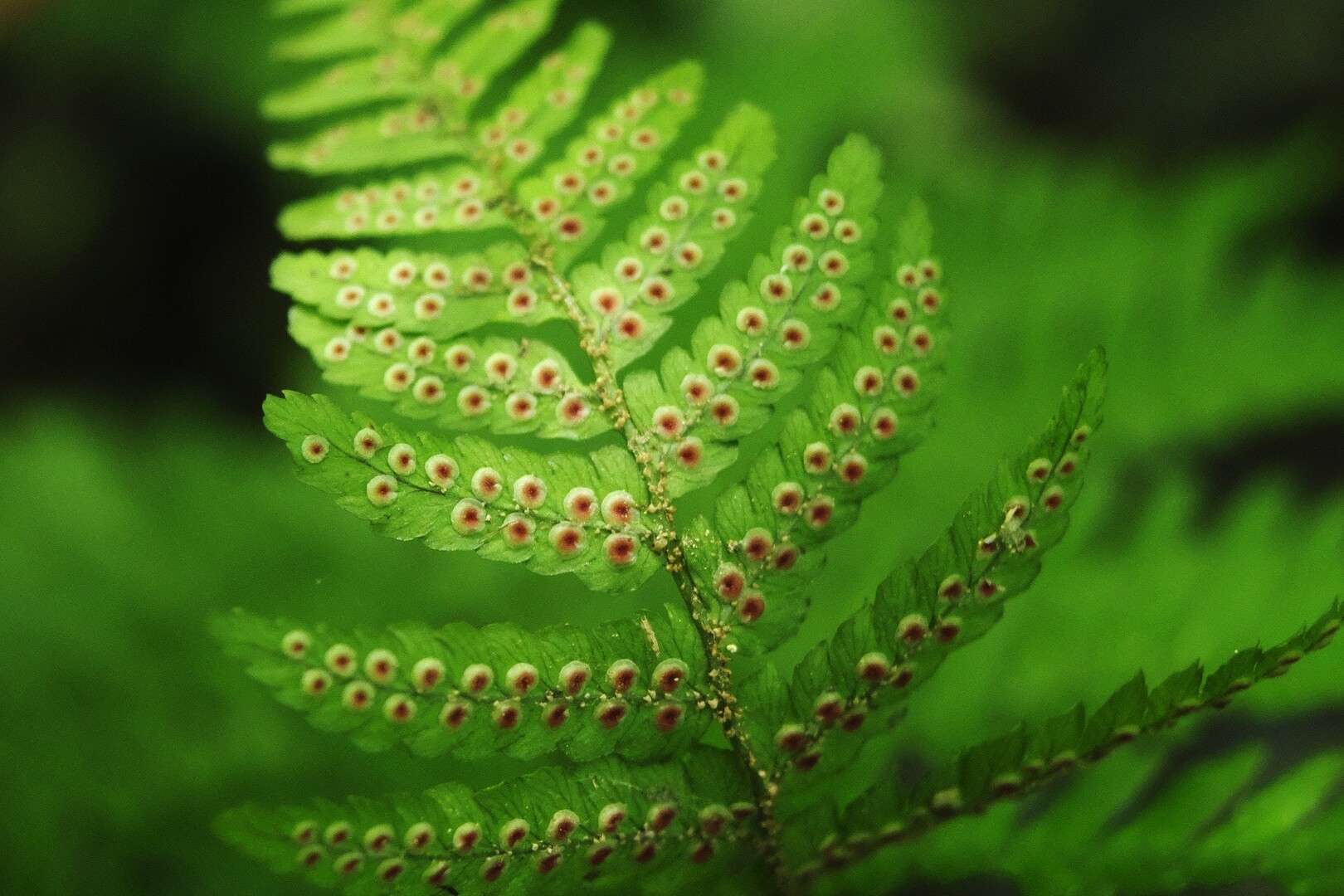 裏には胞子がびっしり / YUHYAさんのモーメント | YAMAP / ヤマップ