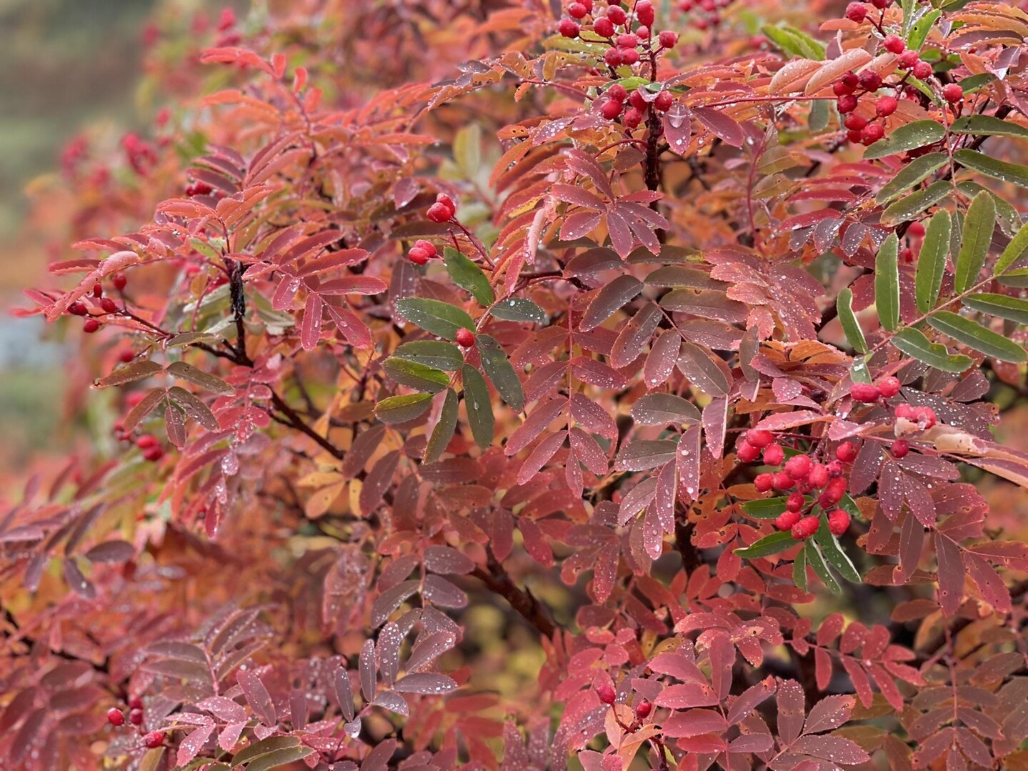 いつも撮影はiPhone12 Pro M... / HIRO88さんのモーメント | YAMAP / ヤマップ