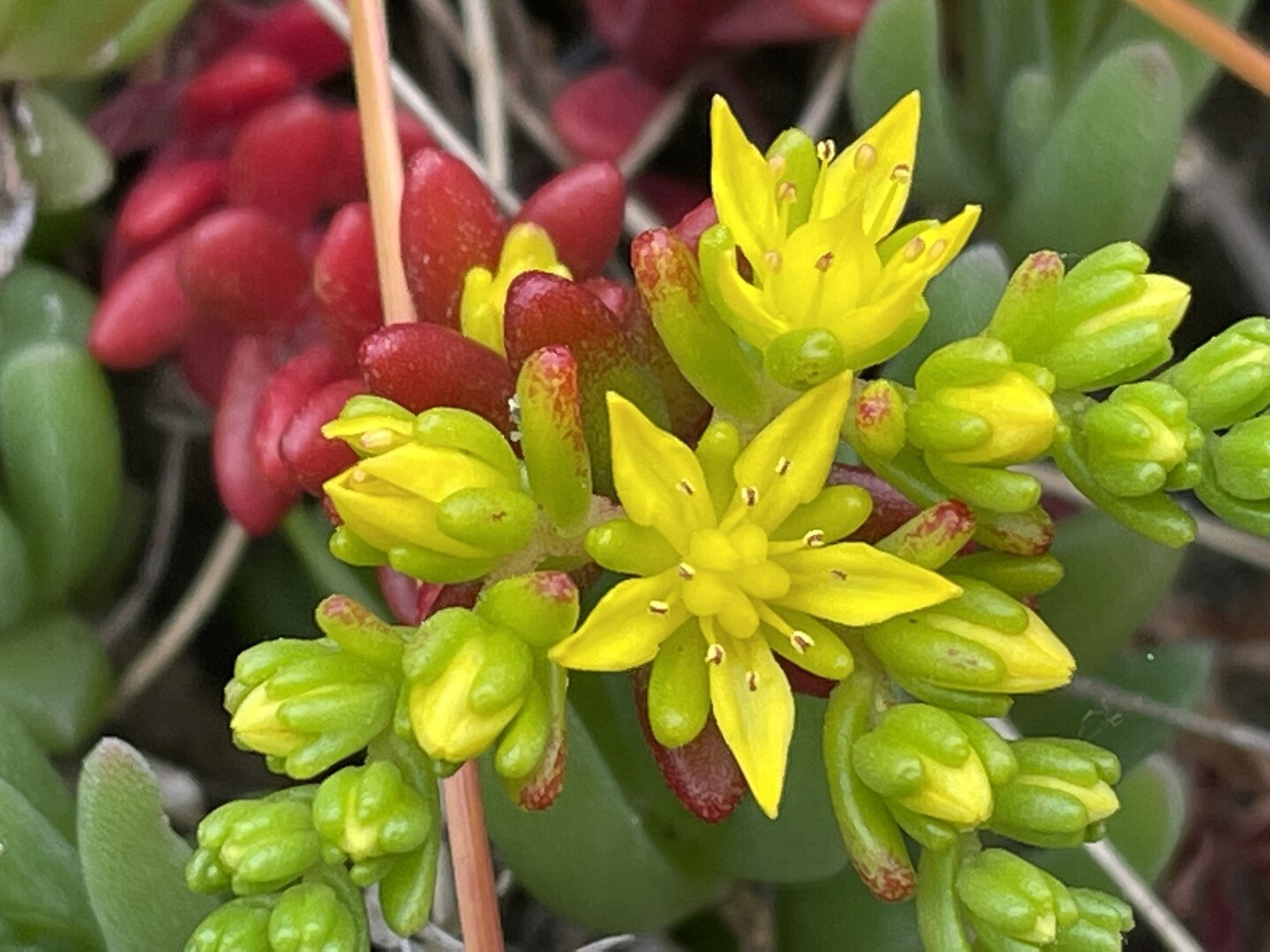 角田山（此ノ入澤vol.2） / kaizaさんの角田山の活動データ | YAMAP / ヤマップ