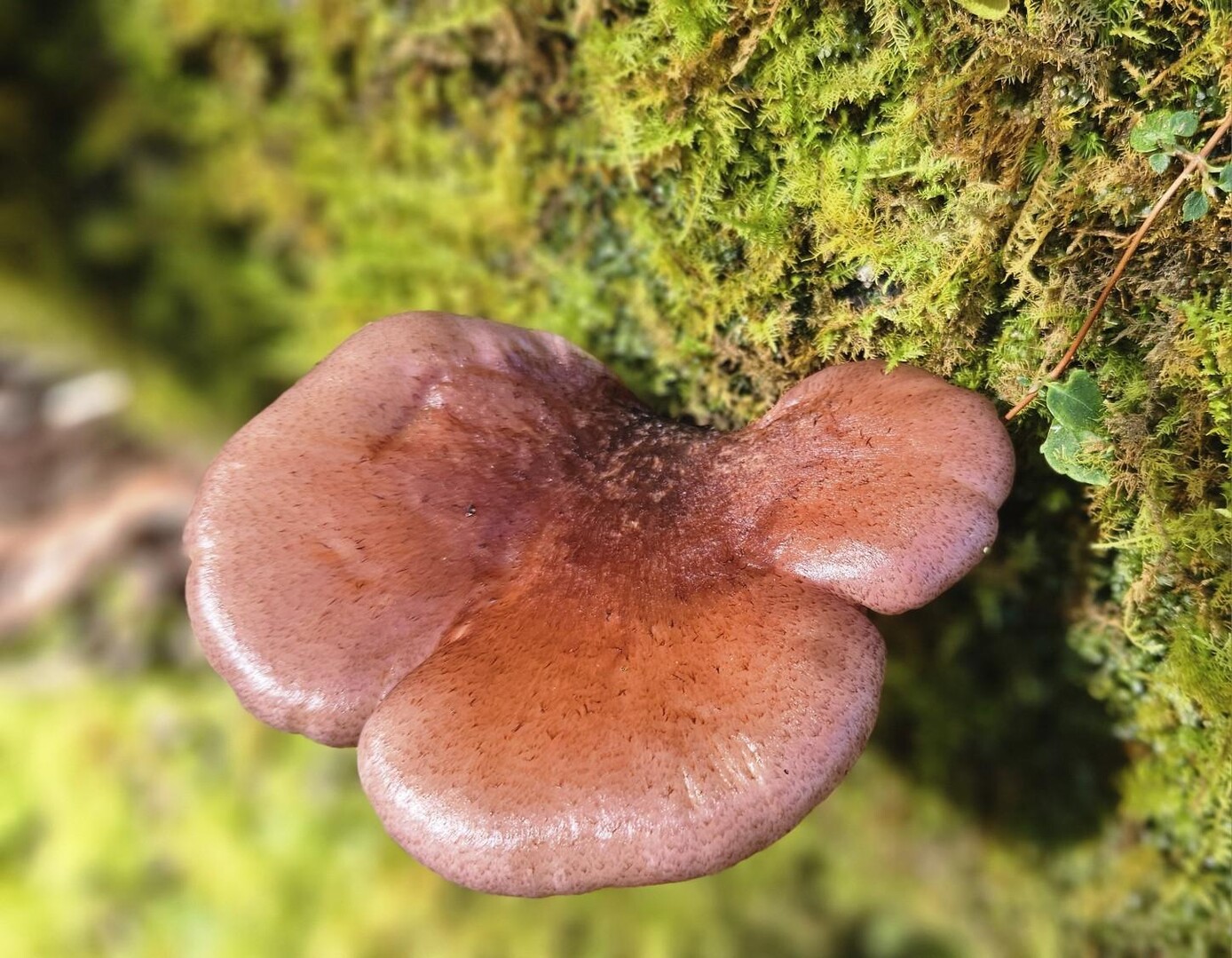 【毒キノコ】ツキヨタケ 🍄☠️※DOM... / shimoさんのモーメント | YAMAP / ヤマップ