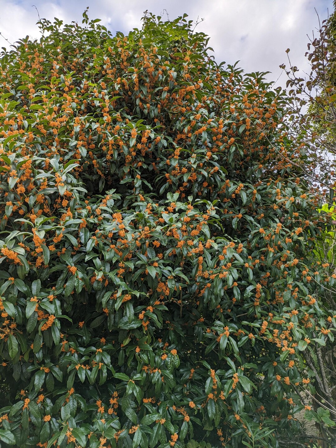 今年は香りが強く感じるんけど…🤔 / 飛龍さんのモーメント | YAMAP / ヤマップ