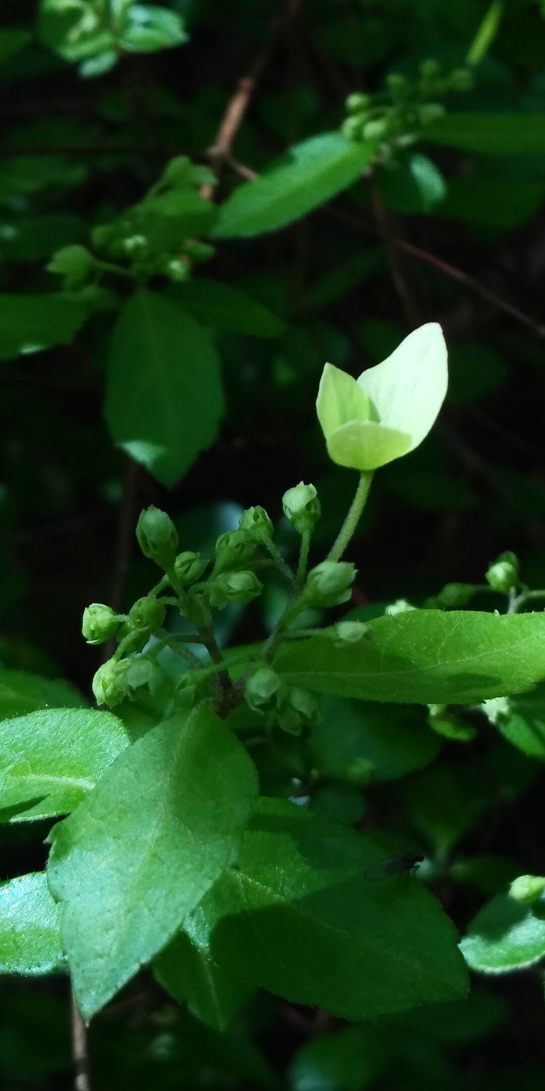 古寺山から逢山峡へ / naokorinさんの六甲山・長峰山・摩耶山の活動日記 | YAMAP / ヤマップ