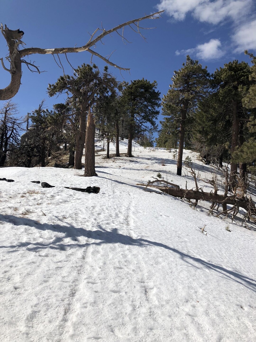 Kratka Ridge 2291m スキー場跡地 2023-02-12 / テッドさんのウィルソン山の活動データ | YAMAP / ヤマップ