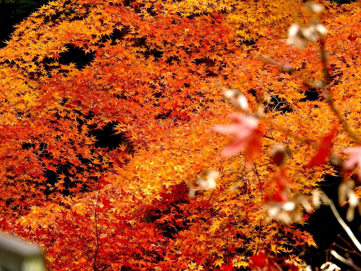 紅葉🍁 / k-m-uさんのモーメント | YAMAP / ヤマップ