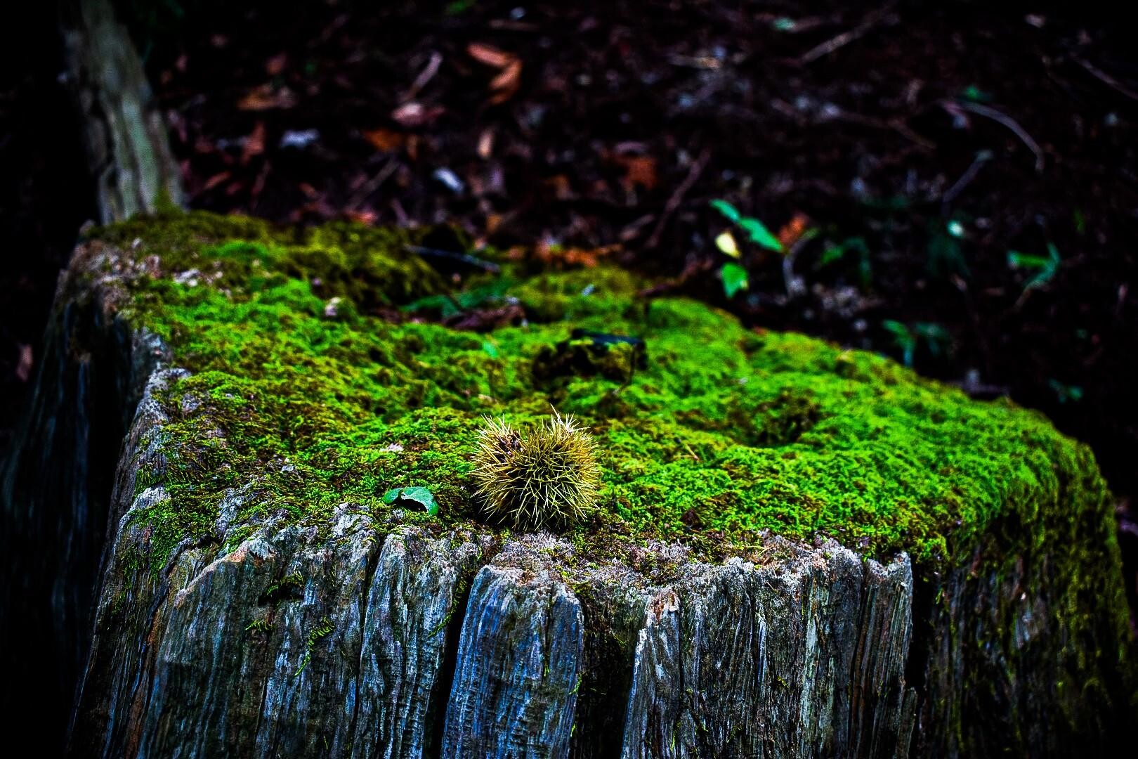 栗と苔 / GIさんのモーメント | YAMAP / ヤマップ