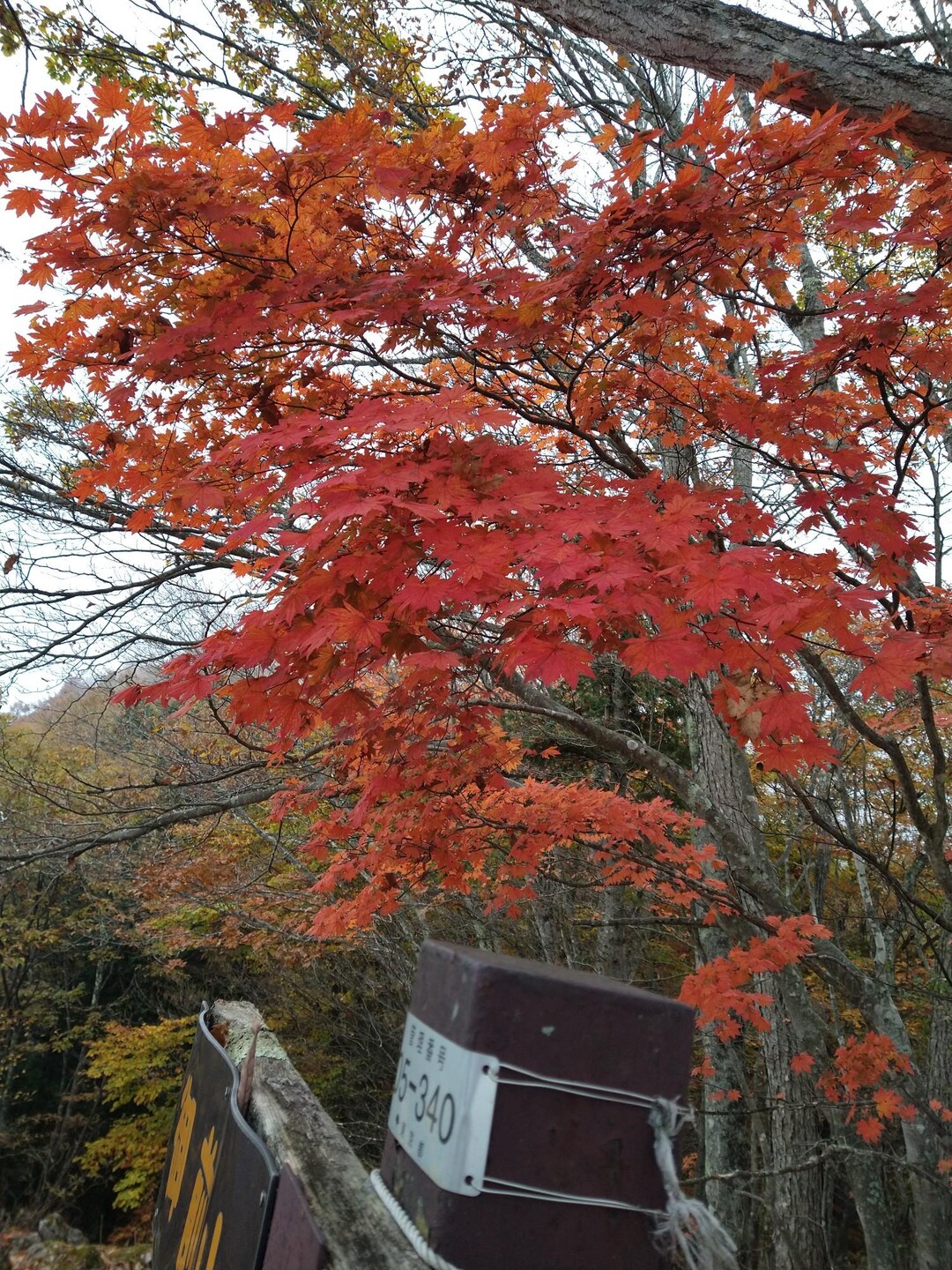 紅葉の御前山 / muugさんの大岳山・御岳山・御前山の活動データ | YAMAP / ヤマップ