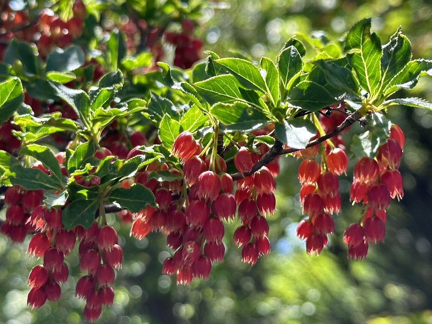 羊たちは沈黙🫥竜ヶ岳・静ヶ岳 / chikaさんの竜ヶ岳の活動データ | YAMAP / ヤマップ