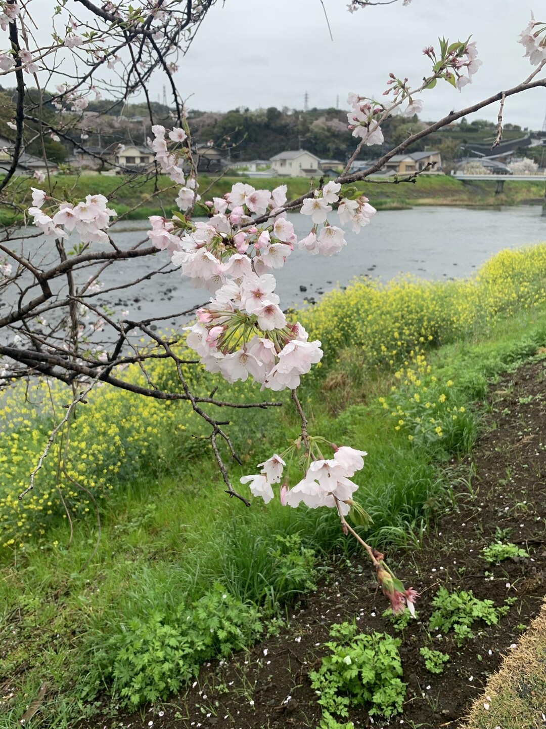 富士市 龍巌淵の桜 / ta614さんのウォーキングの活動データ | YAMAP / ヤマップ