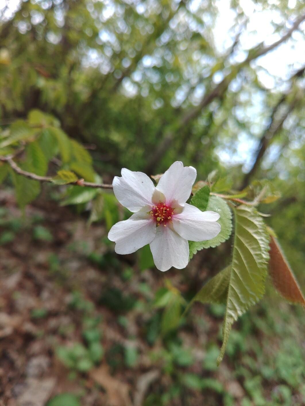 城山散歩🌷 / daitenさんの時水城山・丸山の活動データ | YAMAP / ヤマップ