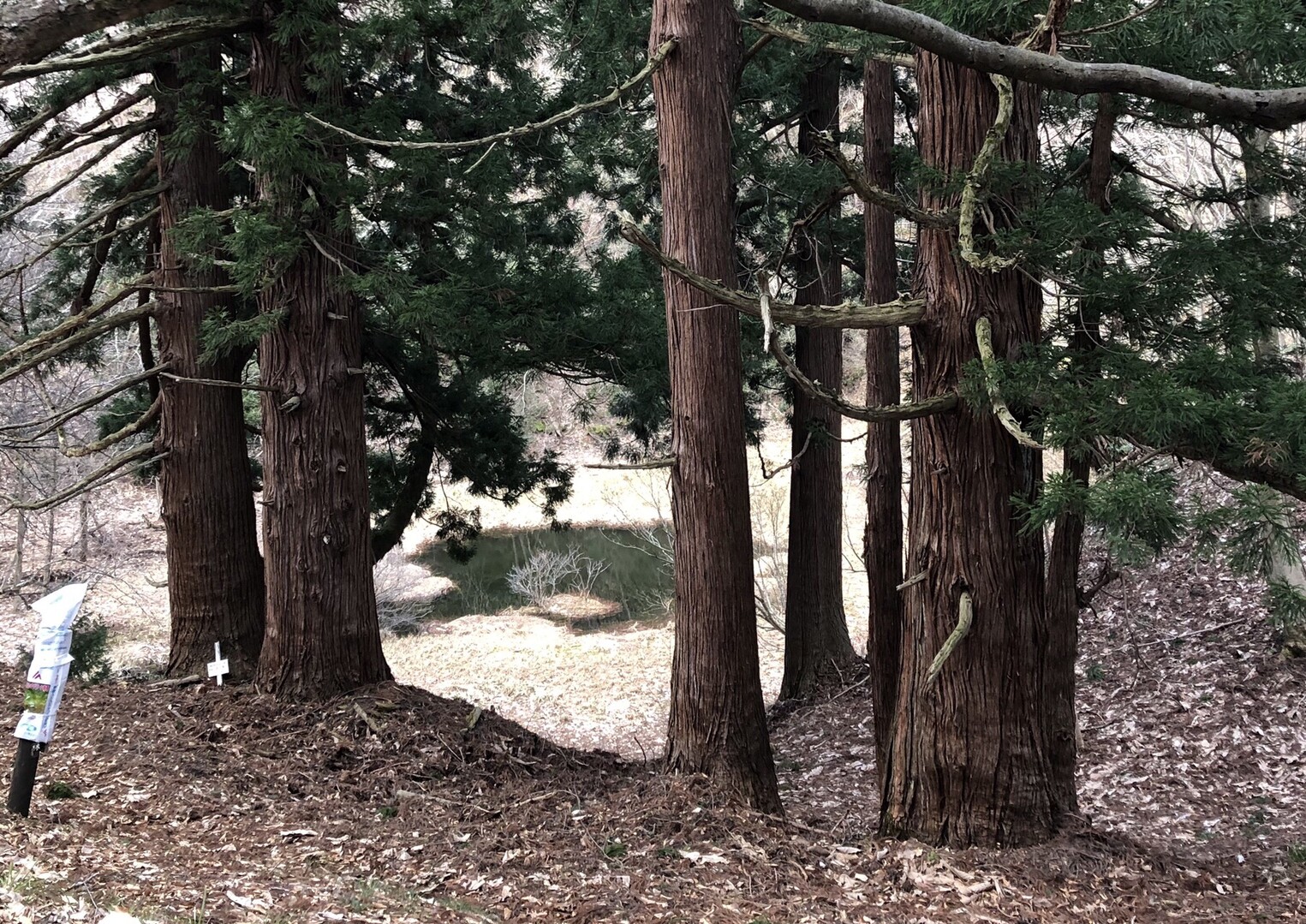 虚空蔵山 466m -2020-03-15 / w823hさんの新保岳の活動データ | YAMAP / ヤマップ