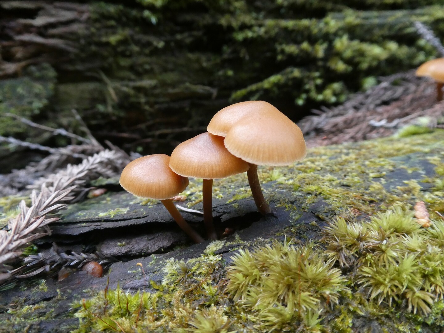 古処山・屏山・馬見山・江川岳-2019-03-09 / KOKEさんの古処山・屏山・馬見山・江川岳の活動データ | YAMAP / ヤマップ