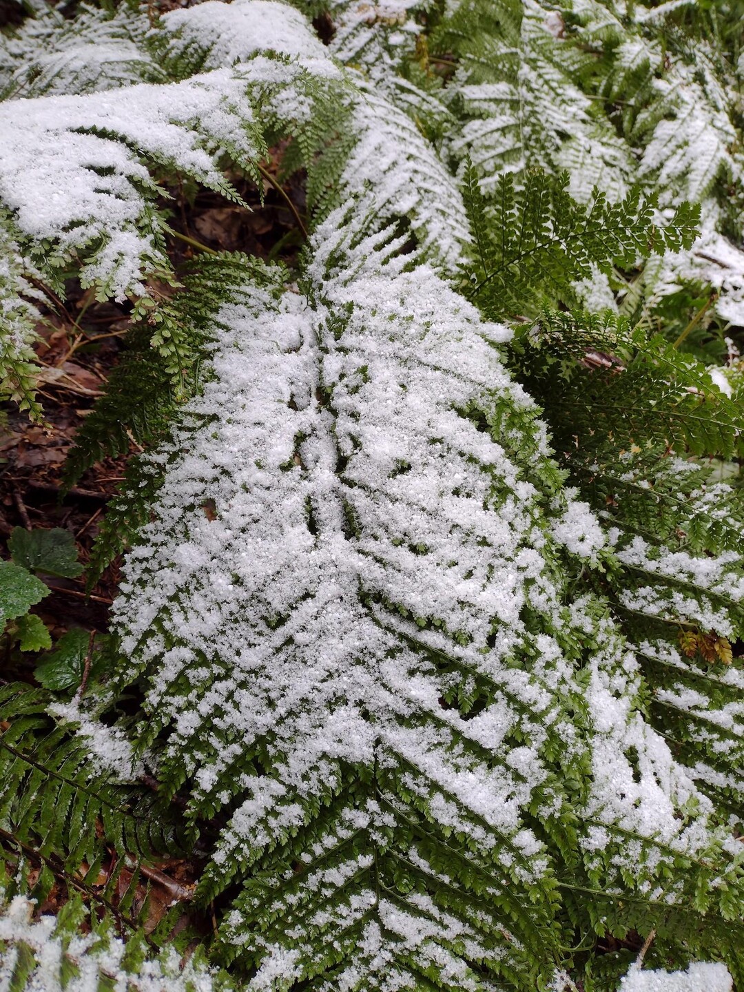 角田山 / Andrewさんの角田山の活動データ | YAMAP / ヤマップ