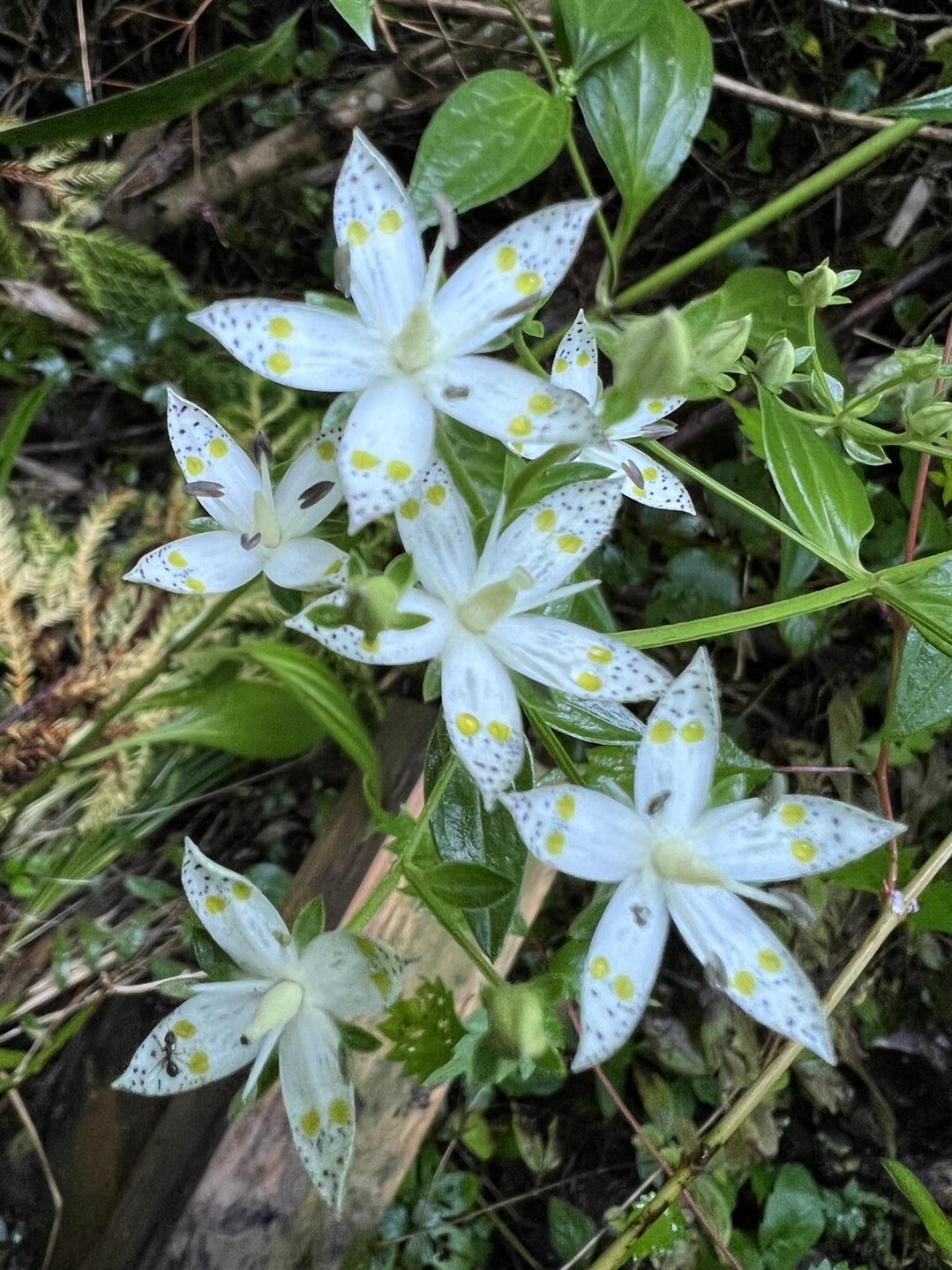 金剛山 アケボノソウ / sinoさんさんの金剛山・二上山・大和葛城山の活動データ | YAMAP / ヤマップ