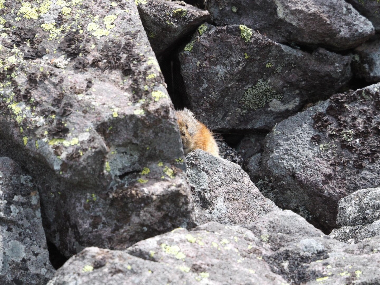 色々と暑かった。 / doaraさんの東ヌプカウシヌプリ・西ヌプカウシヌプリの活動データ | YAMAP / ヤマップ