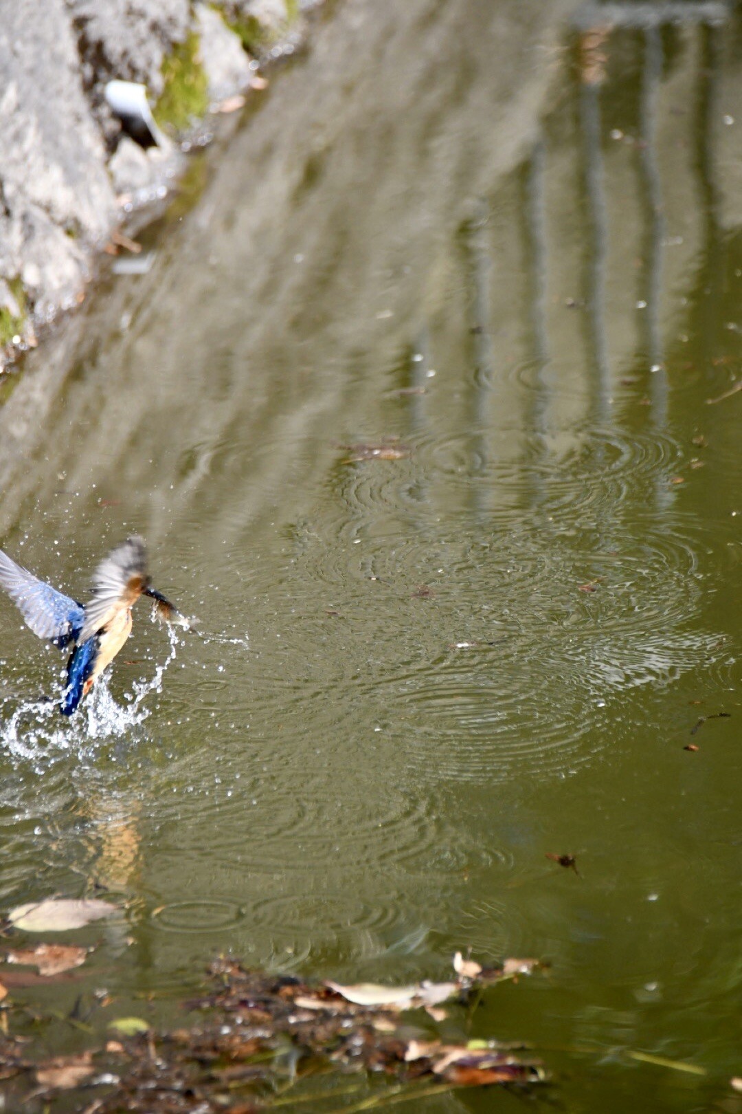 今日の鳥ップ カワセミの捕食🐟 / 海月さんのモーメント | YAMAP / ヤマップ