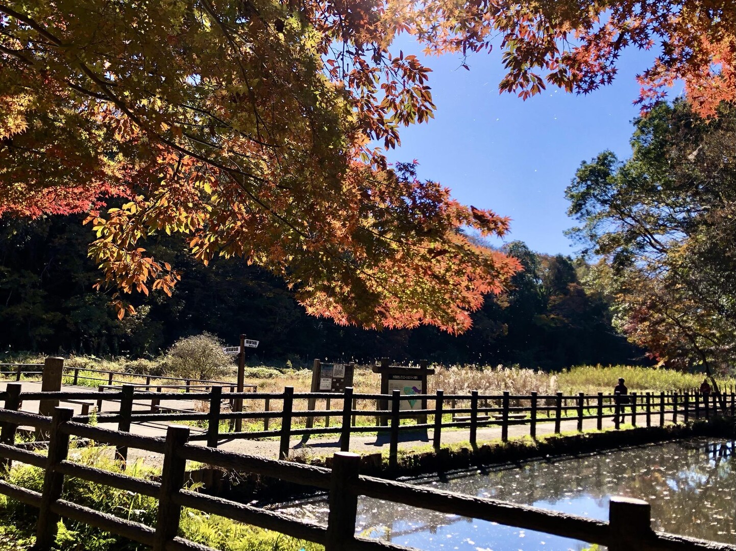 期間限定のもみじ山🍁と大町公園 / なっくさんの市川市の活動データ | YAMAP / ヤマップ