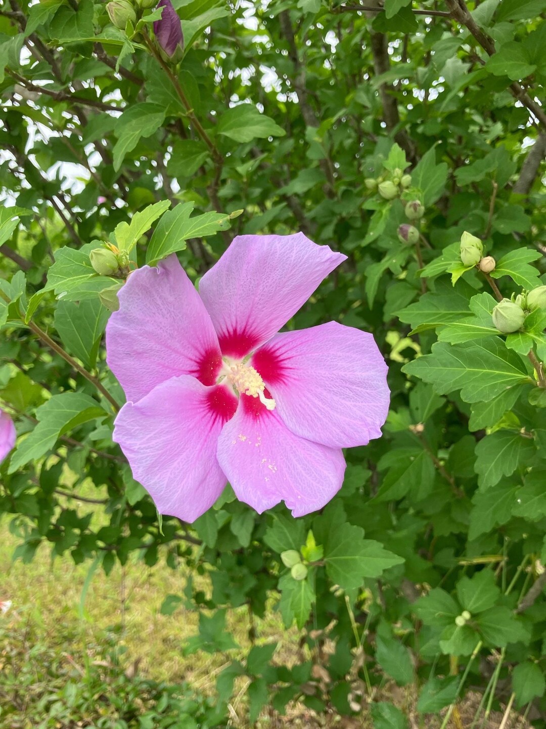 上り30m,下り31m 5.1km / yabuさんのウォーキングの活動データ | YAMAP / ヤマップ