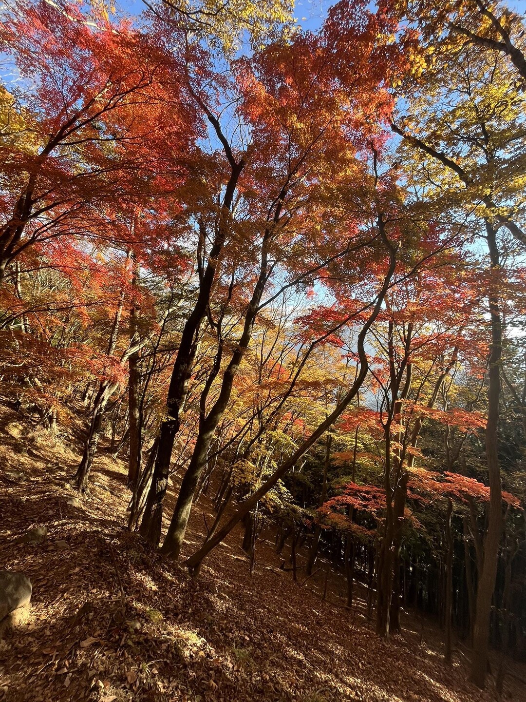三峰口駅～雲取山～奥多摩駅 / so!yo!さんの雲取山・鷹ノ巣山・七ツ石山の活動データ | YAMAP / ヤマップ