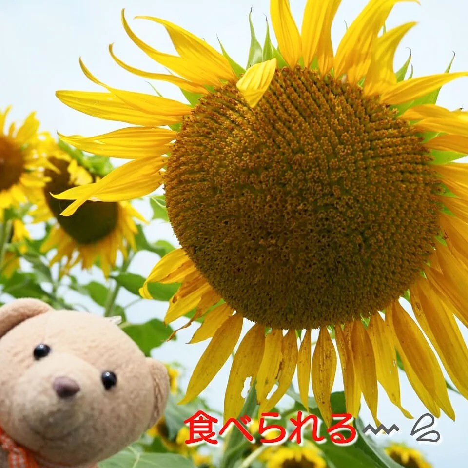 小野にあるひまわりの丘公園 暑くて頭が... / sakura.nnさんのモーメント | YAMAP / ヤマップ