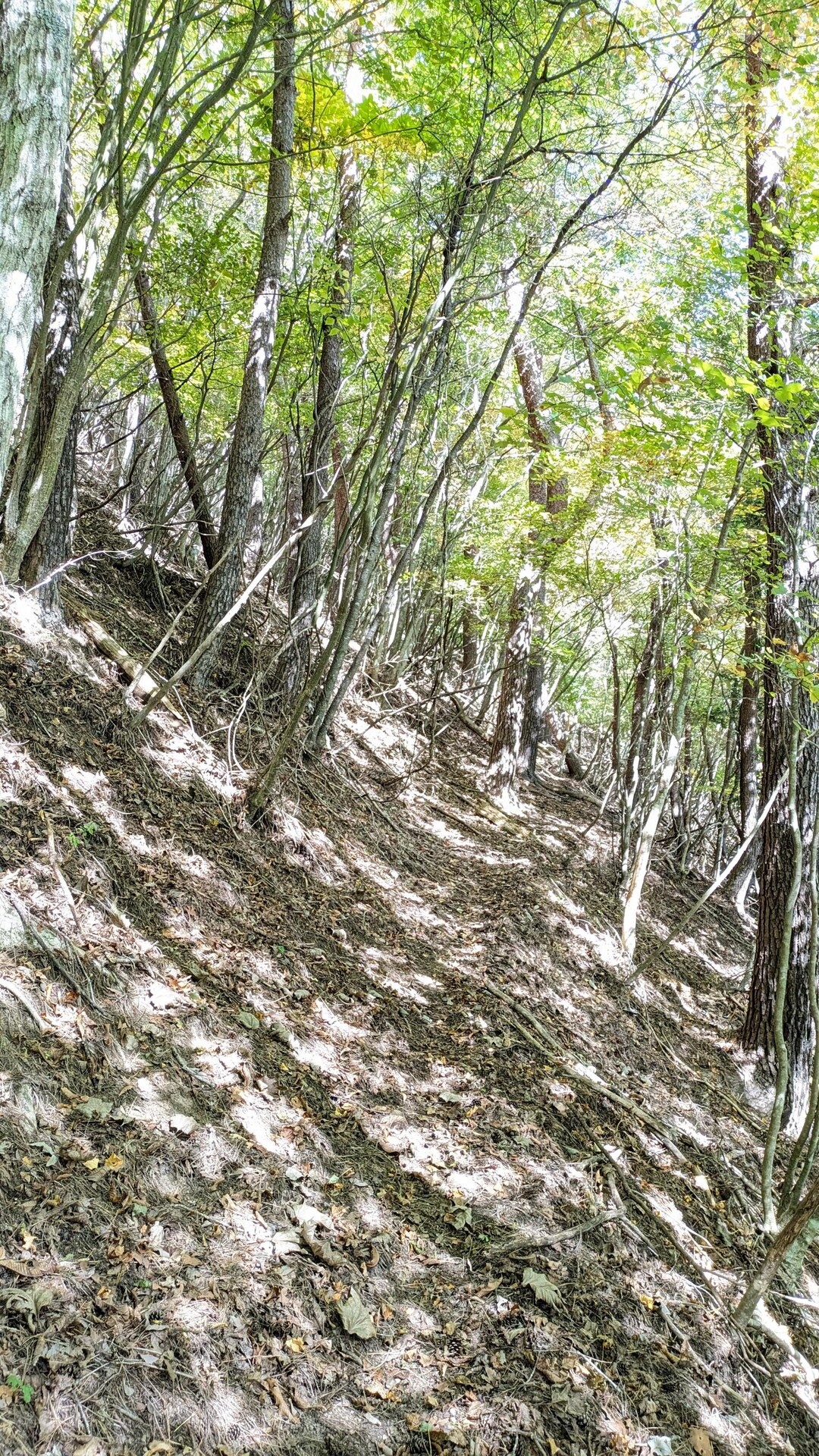 ko usさんの投稿したフィールドメモ | YAMAP / ヤマップ