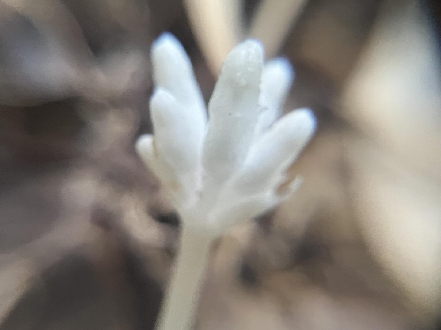 七ツ渕 近々お花が見られそう💓 / mipiさんの鴻ノ森・椎野峠・西ノ峰山の活動データ | YAMAP / ヤマップ